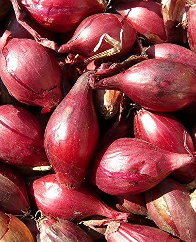 RAISE ME UP: Seeds Red Banana Shallot Onion Non GMO Heirloom