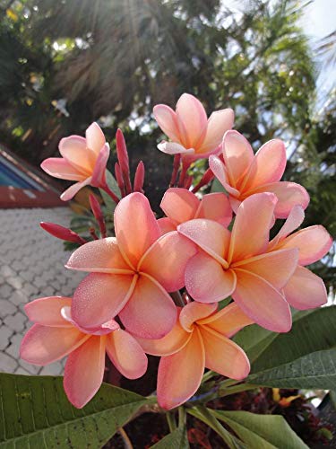 Portal Cool 5-Semi Plumeria Corallo"Frangipani - Pomelia" semi freschi