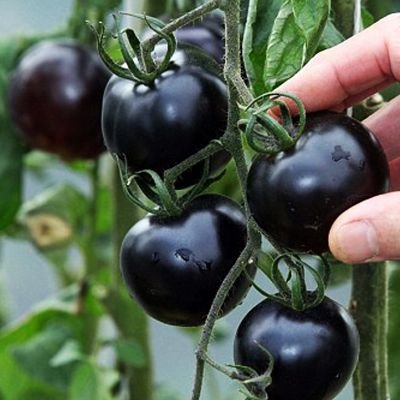 Semi di pomodoro Nero verdura molto gustoso nutritivo Frutta semi 30 semi / pacchetto