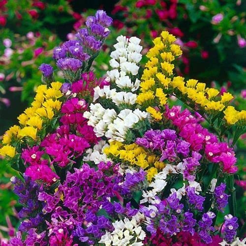 Semi freschi - Statice - Dry - Colori Misti - 250 semi - Sea Lavender - Limonio Sinuatum