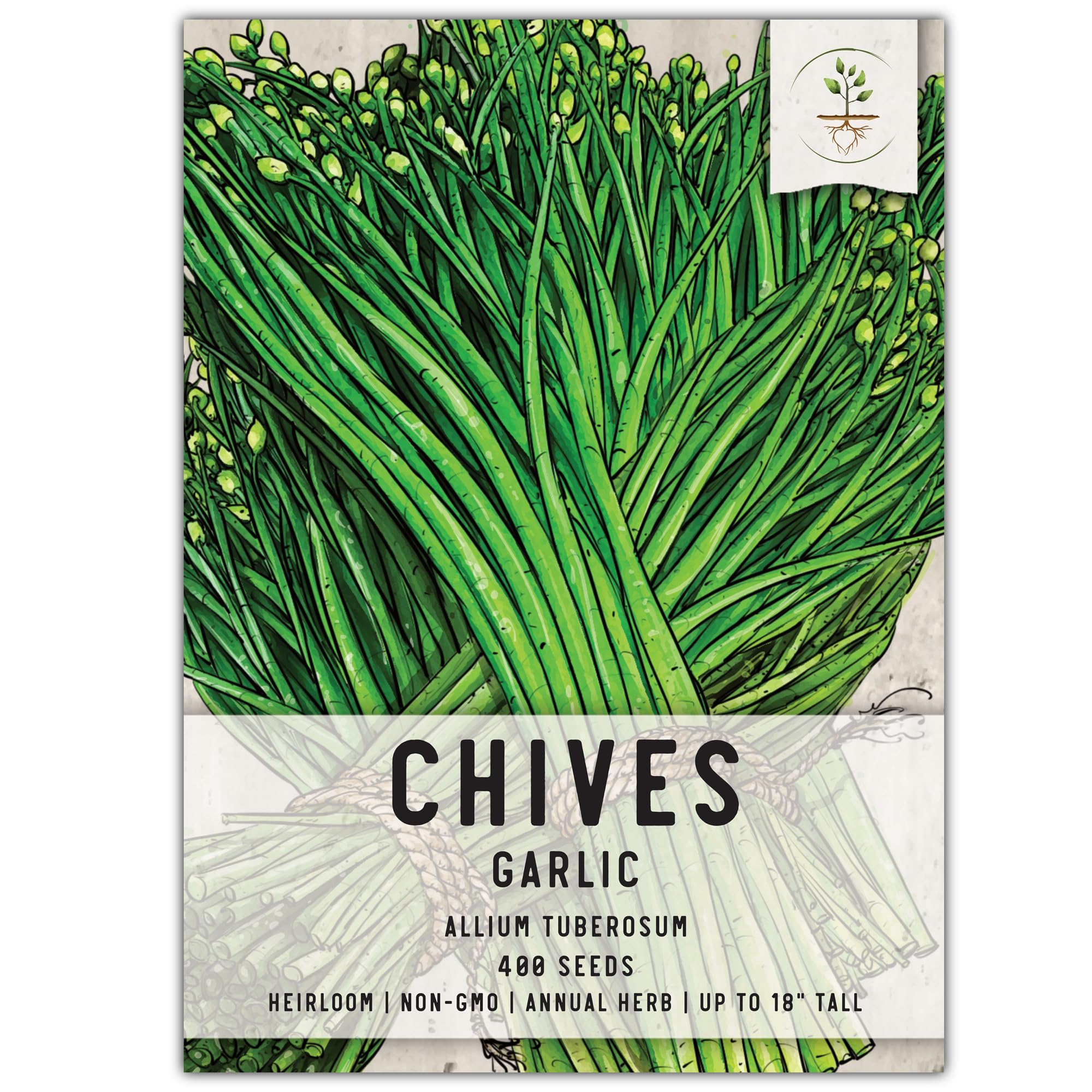 Seed Needs, Garlic Chives Seeds - 400 Heirloom Seeds for Planting Allium tuberosum - Culinary Herb, Non-GMO & Untreated, Chinese Chives for Cooking (1 Pack)