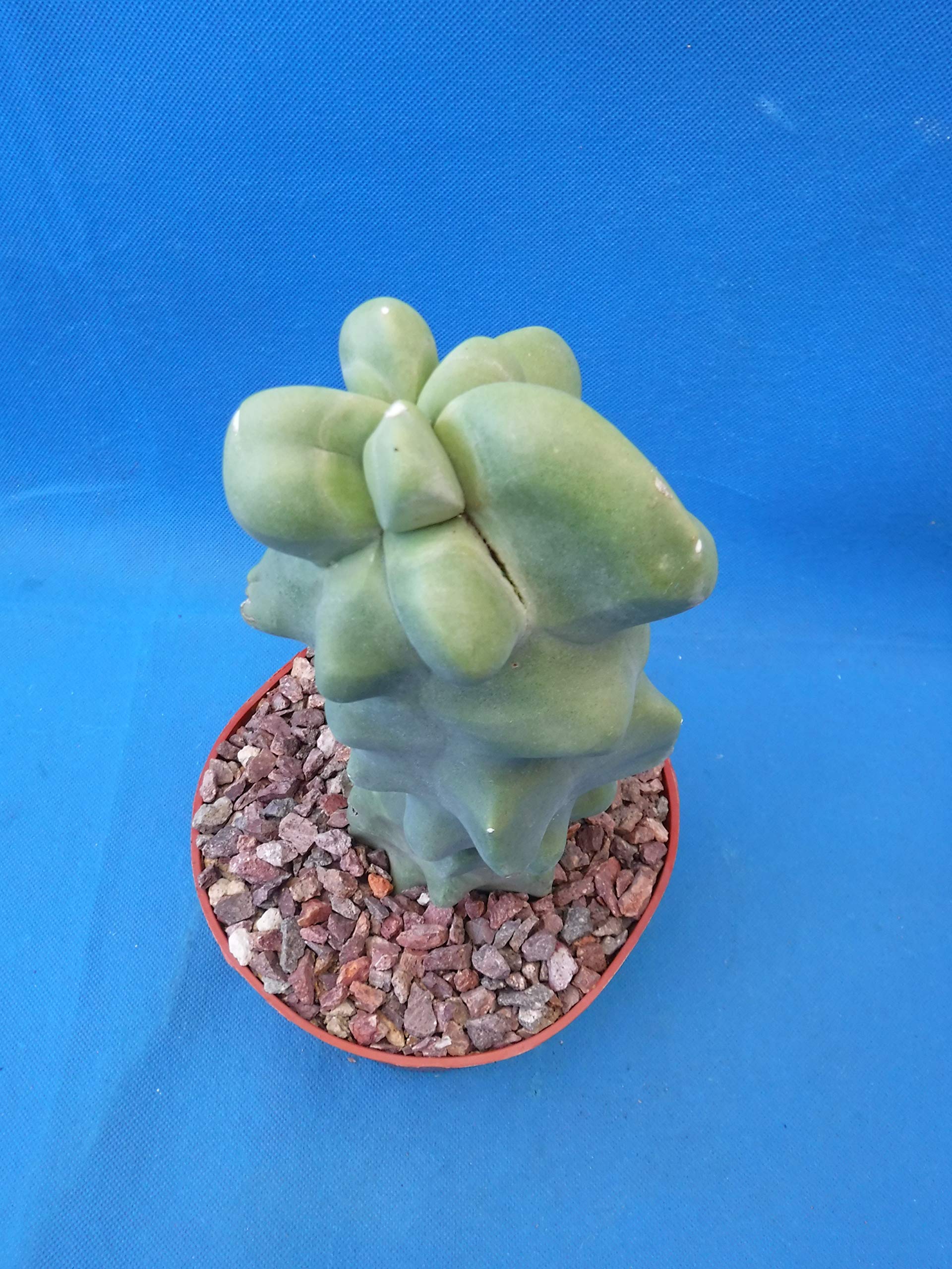 Tucson Tools Redeo 6" to 12" Tall Totem Pole Cactus (Shipped Bare Root-NO Pot!) Spineless! Very Unusual!