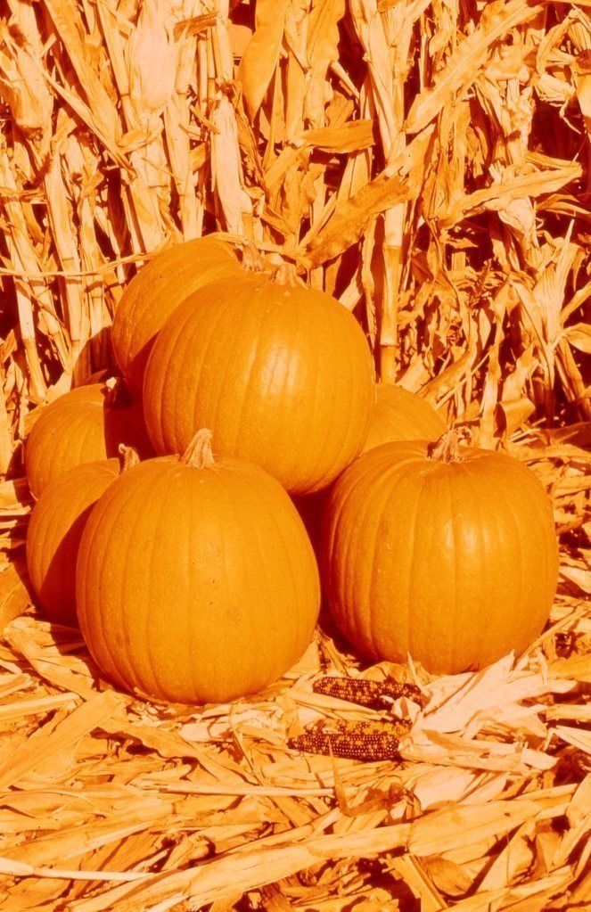 SPIRITO IBRIDI Semi di Zucca pianta compatta utilizza lo spazio POCHISSIMO 7 SEMI