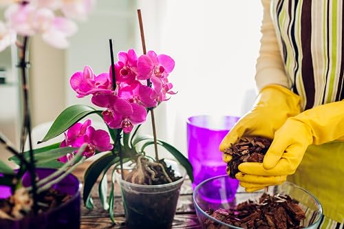 Sun Bulb 5011 Better-Gro Phalaenopsis Mix, 8 Quarts