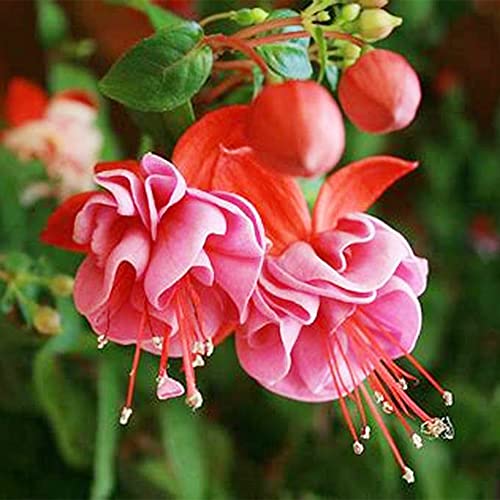 QAUZUY GARDEN 200 Red Pink Fuchsia Seeds Premium Heirloom Ladies' Eardrop Seeds - Potted Hanging Fuchsia Flowers Perennial Home Plant Bonsai Attract Hummingbirds