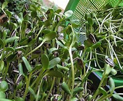 Sunflower Sprouting Seed, Non GMO -4 oz - Country Creek Acre Brand - Sunflower Seed for Sprouts, Garden Planting, Cooking, Soup, Emergency Food Storage, Gardening, Juicing, Cover Crop