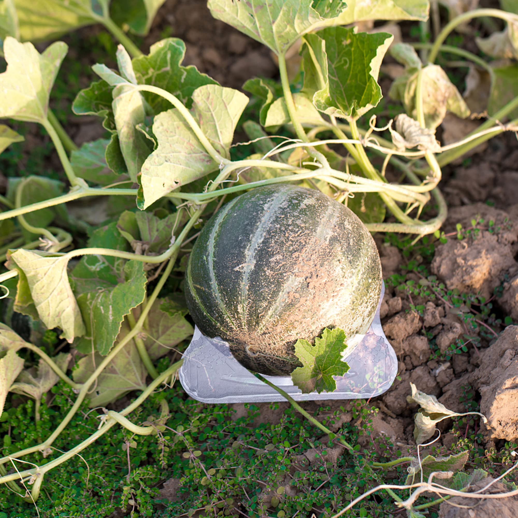 UCandy Pack 60 Melon Cradle Pumpkin Support Strawberry Supports Pumpkin Holder Set Protect Pumpkins, Watermelons, Melons, Etc. from Ground Rot