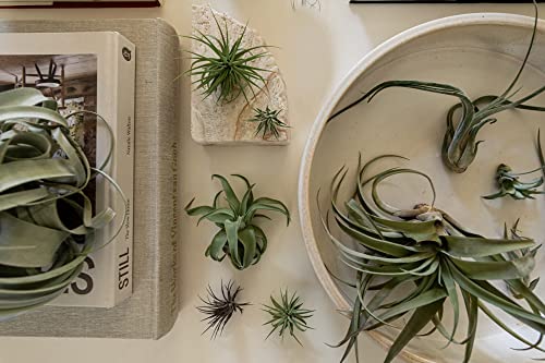 ragnaroc Live Air Plants - Tillandsia Variety, Regular 1-3" - 15ct - Live Arrival Guaranteed, House Plants for Home Decor & Gift
