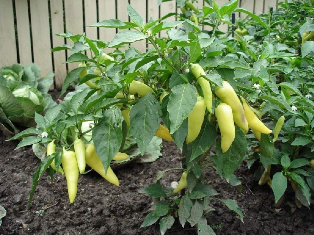 Sweet Banana Pepper Seeds,25 Count "COOL BEANS N SPROUTS" Brand. Heirloom. Non-GMO. Home Gardening.