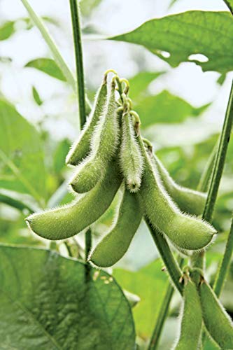 Soybeans Seeds for Planting, 25+ Heirloom Seeds Per Packet, (Isla's Garden Seeds), Non GMO Seeds, Botanical Name: Glycine max, Great Home Garden Gift
