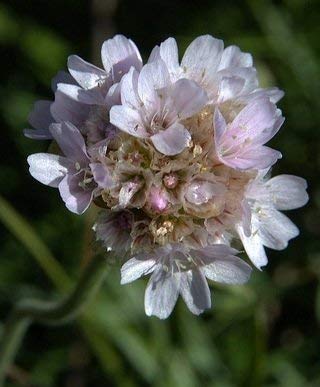 Semi dell'Alba del Mar Bianco - Armeria maritima - semi