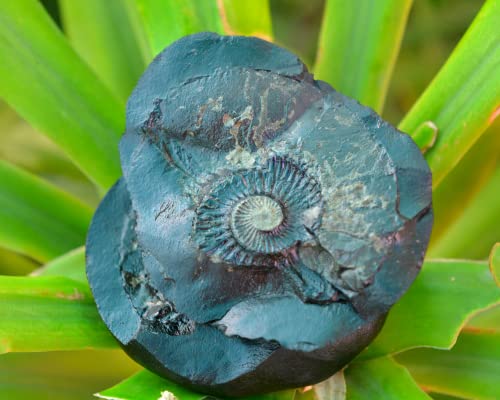 Vishnu Shaligram,2.5"X2.25"Inch Mahavishnu Shaligram, Shaligram Shila, Gandaki River Nepal, Shaligram Stone, Religious Gift, Shaligram from Nepal-I-6052
