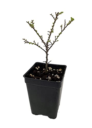 Seiju Dwarf Chinese Elm - Ulmus parvifolia - 2.5" Pot - Fairy Garden/Bonsai