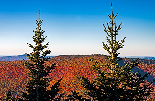 The Jonsteen Company Living Christmas Tree | Seed Grow Kit