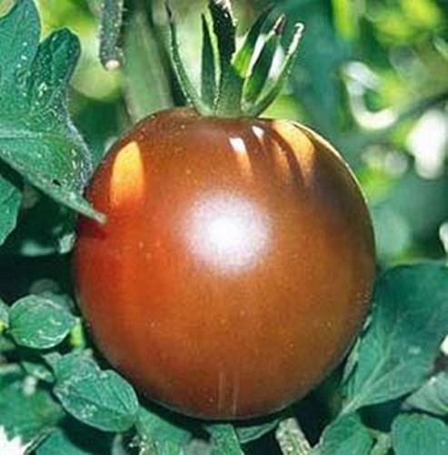 Semi Black Prince pomodoro