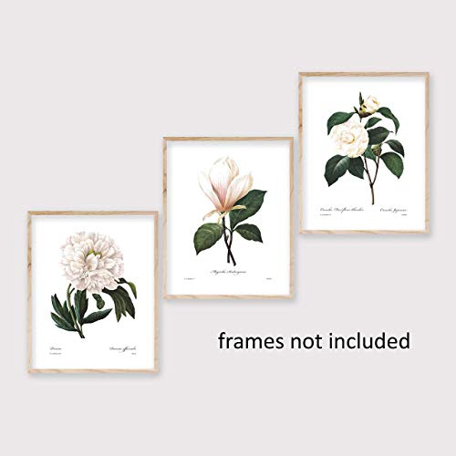 White Flower Art - 8x10 Inch French Botanical Prints, Redoute Illustrations, Set of 3 - Unframed