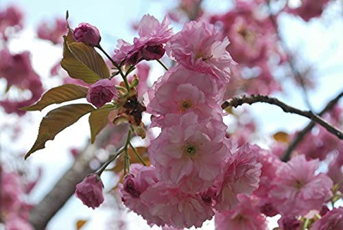 VAACNEE 10pcs Japanese Cherry Blossom Seed Tree Seeds