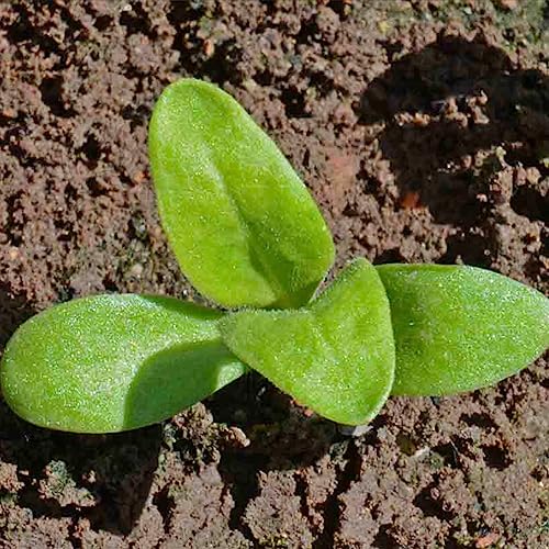 Seed Needs, 1000+ Calendula Pink Surprise Seeds (Calendula officinalis) Non-GMO Wildflowers - Butterfly and Bee Attracting! - Bulk