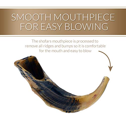 KOSHER ODORLESS NATURAL SHOFAR | Genuine Rams Horn | Smooth Mouthpiece for Easy Blowing | Includes Velvet like Drawstring Bag and Shofar Blowing Guide (12”-14”)