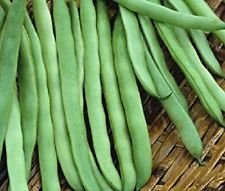 Semi Commodore Bush Bean. Il Senza filo Tondo e baccelli di Carne (1)