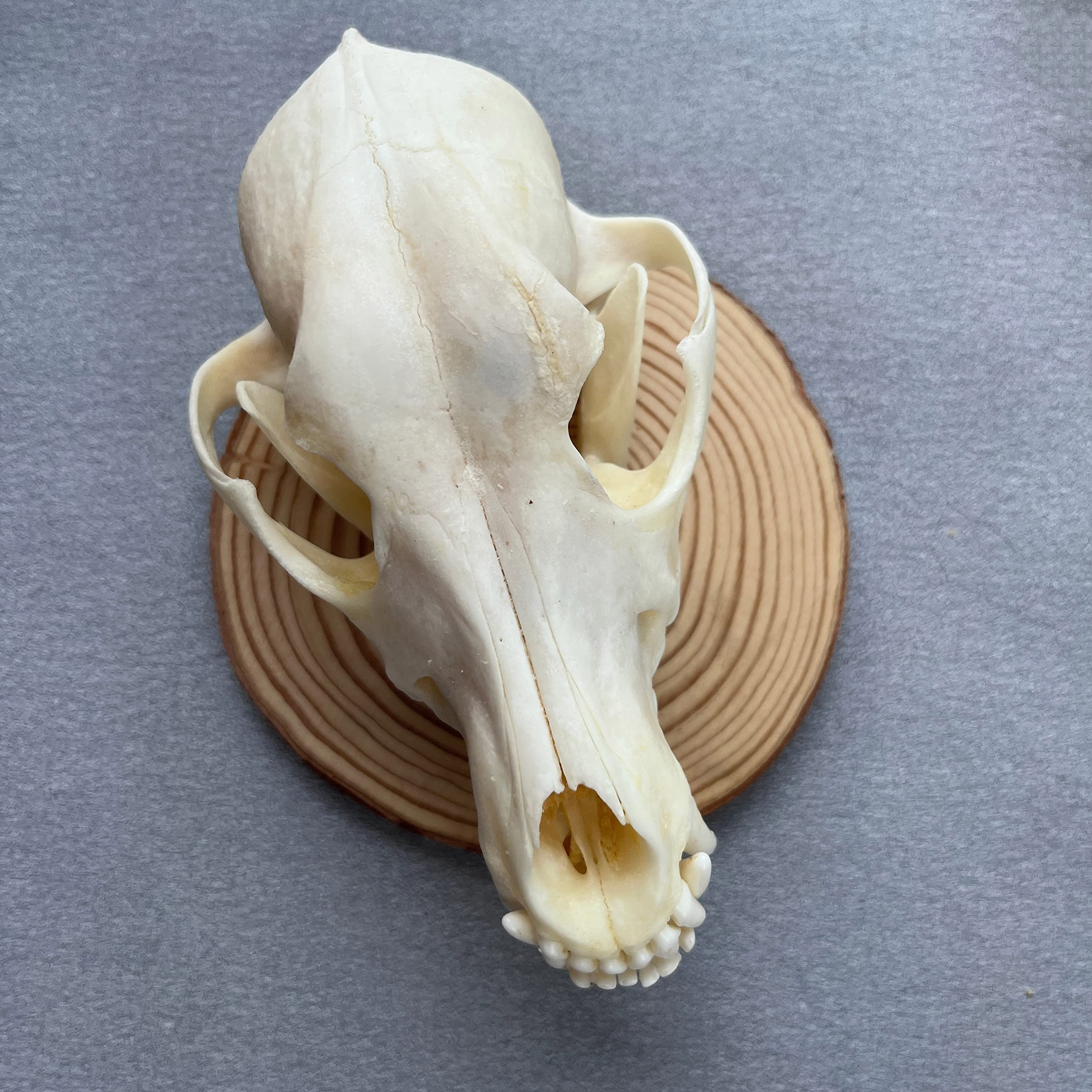 Taxidermy Real Animal Skull Specimen Collectibles for Study and Home Decor (Dog)