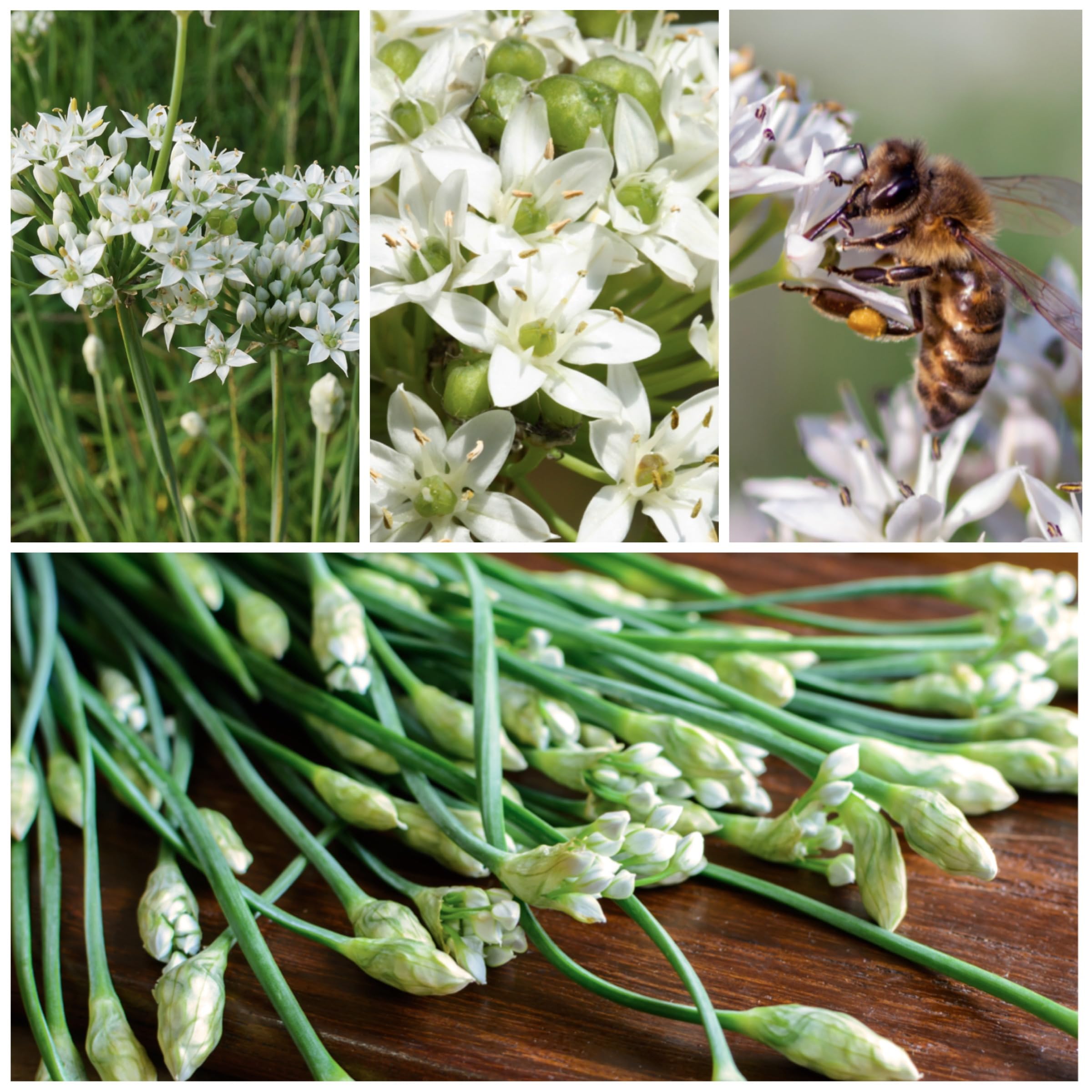 Seed Needs, Garlic Chives Seeds - 400 Heirloom Seeds for Planting Allium tuberosum - Culinary Herb, Non-GMO & Untreated, Chinese Chives for Cooking (1 Pack)