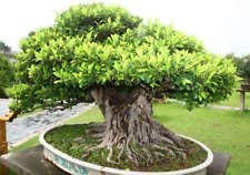 Semi 50+ Banyan fico - Ficus benghalensis - Indian USA - BKSeeds