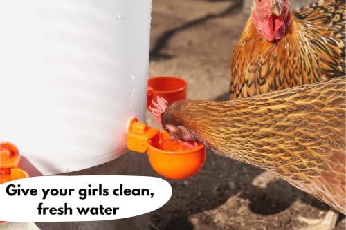 Roosty's® Chicken Waterer Cups x6 - Chicken Water Feeder Kit, Make Large Chicken Waterer 5 Gallon DIY Chicken Supplies, Chicken Water Cups, Duck Quail Waterer - Bebederos Para Gallinas,Poultry Waterer