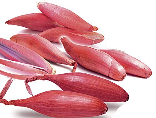 RAISE ME UP: Seeds Red Banana Shallot Onion Non GMO Heirloom