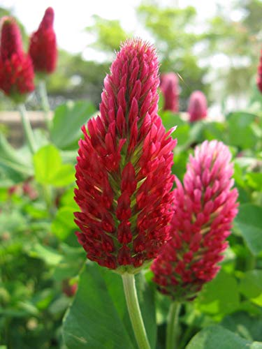 Tri-Clover by Eretz - Three Part Blend of Clovers Providing Beauty, Cover, and Natural Attractant. No Coatings or Fillers, Premium Seeds (1lb)