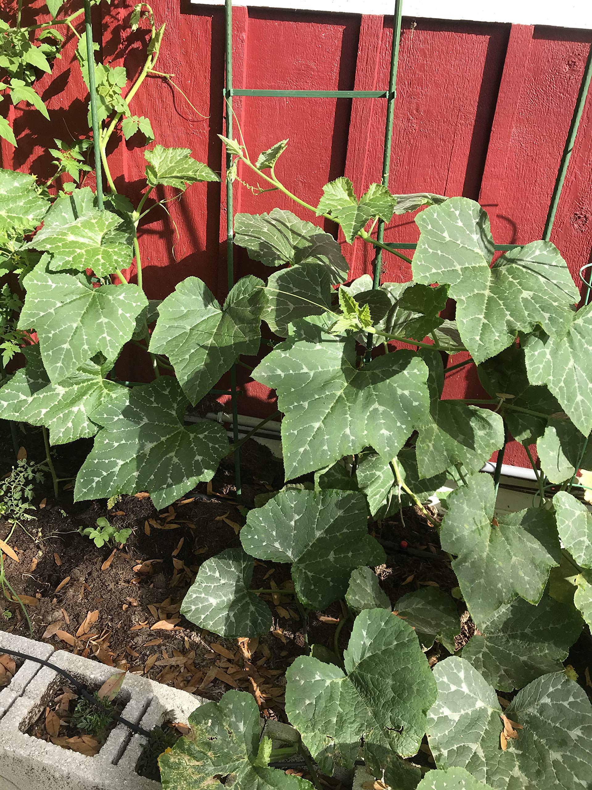 Seminole Pumpkin Seeds Non-GMO Heirloom Orange Variety