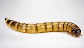 The Mad Jungle tm 200 Live Large 2 inch Superworms Live Arrival Guaranteed
