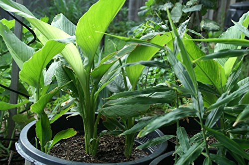 Turmeric (rhizome) Grow Your own,Grow Indoors or Outdoors - (1 Pound)