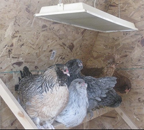 SWEETER HEATER Infrared Heater for Chicks & Pets, Overhead 11x30, 100 Watt