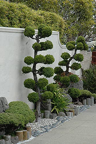 San Jose Juniper | 2 Live Gallon Size Plants | Juniperus Chinensis | Bonsai Drought Tolerant Cold Hardy Evergreen Groundcover
