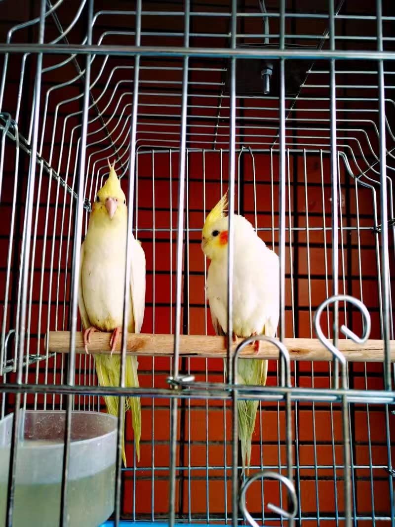 LANYOTA Rust Resistant Bird Cage, Pink, 13"W x 12.2"D x 17.3"H, Holds 1-2 Small Birds