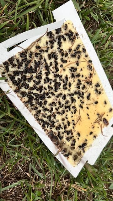 Trapper Max Glue Traps 72 Glue Boards Trap Mouse Bugs Insects Bed Bugs Spiders Cockroaches Non-Toxic
