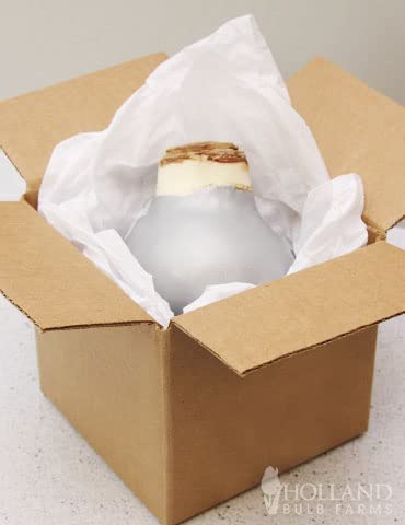 Silver Base Waxed Amaryllis White Intokazi Flower Bulb with Stand, No Water Needed
