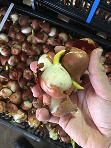 Tulip Bulbs - Landscaper Mix - 100 Bulbs, Mixed, Container Garden, Cut Flower Garden, Deer Resistant, Easy to Grow Maintain, Fragrant