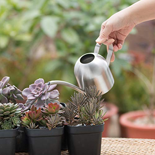 YISSN Small Watering Can for Indoor Office Stainless Steel Long Spout, 15oz/450ml