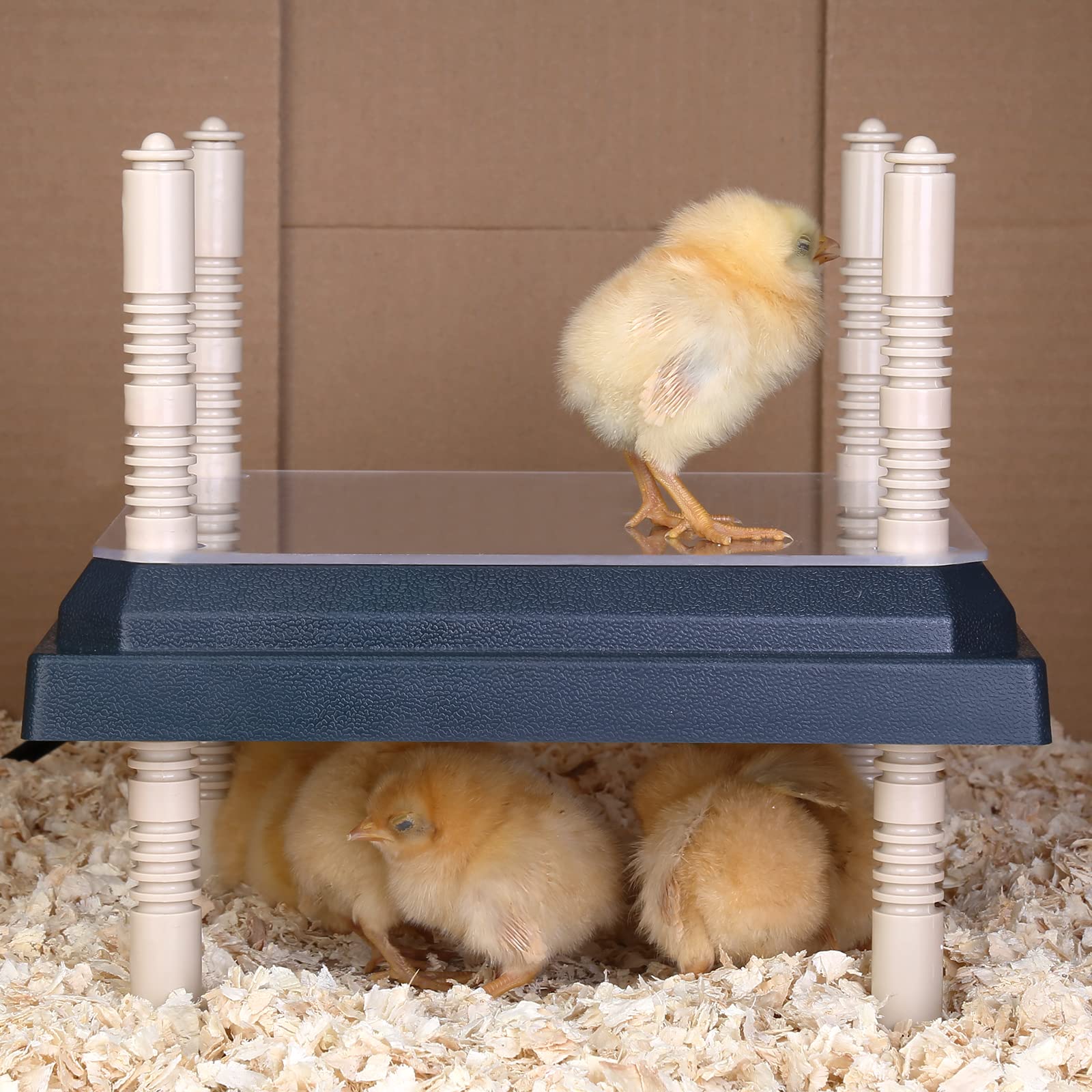 Pitalok Brooder Heater for Chicks: Chick Brooder Heating Plate with Easy- Cleaning Plate Poultry Coop Heater Chicks Warmer 10" x 10" for 15 Chicks Adjustable Height Brooding Heater 15 Watts
