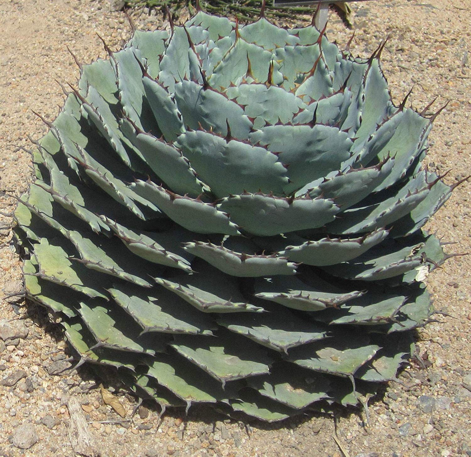 Portal Cool Agave Parrasana (5 semi) Rare semi succulente Samen Korn Graine