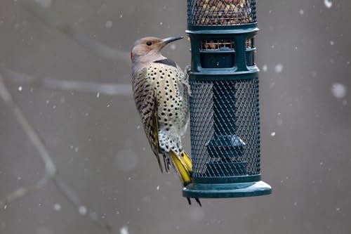 Squirrel Buster Nut Feeder Squirrel-Proof Bird Feeder for Nuts and Fruit, Two Meshes