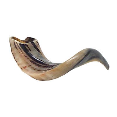 Kosher Shofar Ram's Horn Shofar Medium Size 33-35cm Polished White