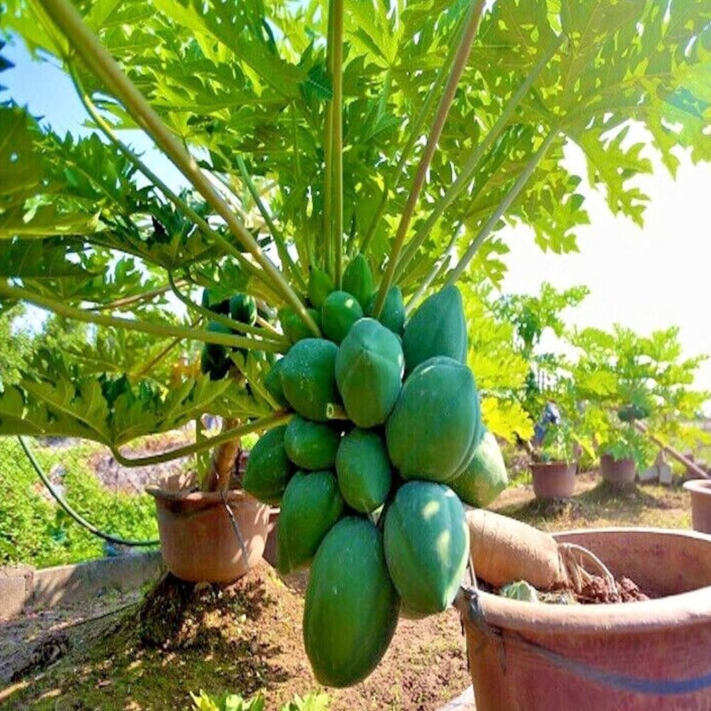 KVITER 20 "Dwarf Solo WAIMANALO Tree Seeds - Carica Papaya - Fast Fruit Houseplant - Organic Fruit Tree Seeds Fast Indoor Houseplant