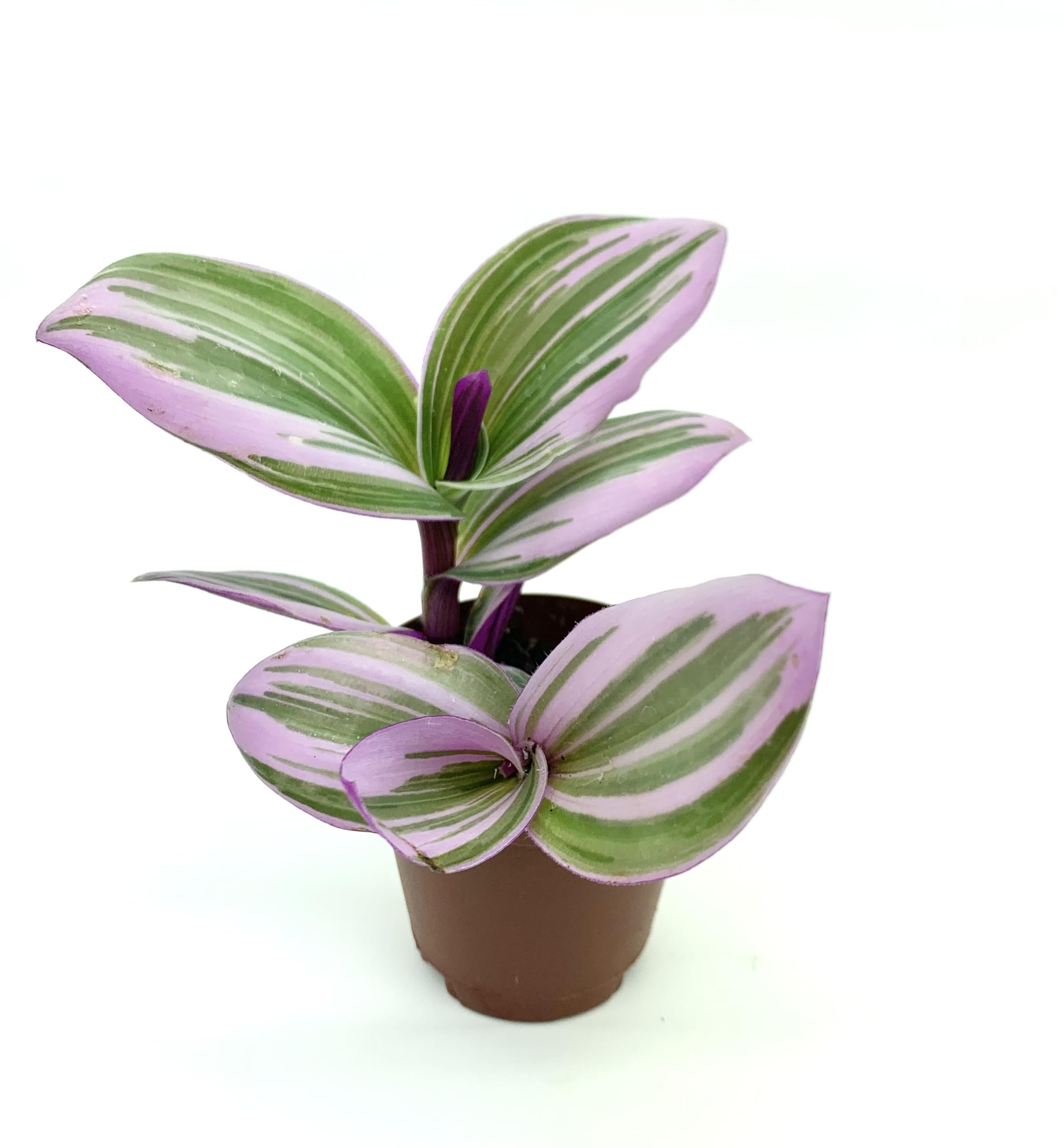 Pink Tradescantia Nanouk Small Houseplants, 2" Pot