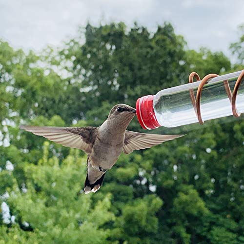 SWEET FEEDERS Geometric Window Hummingbird Feeder | Copper and Aluminum | Multiple Stations | Modern Hummingbird Feeder | Handcrafted | Home Décor | Glass Bottles | Suction Cups (Copper)
