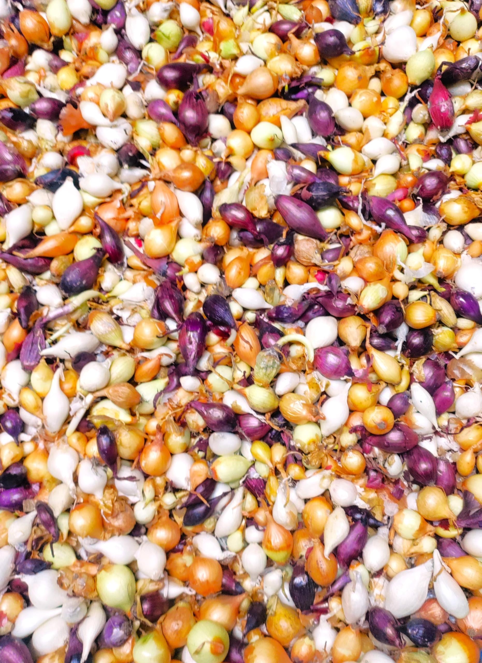 TomorrowSeeds - 3 Colors Mix Onion Sets (Starter Bulbs) - 25+ Count | Yellow, Red, White Sweet Onions Set for Growing Gardening Noon Day Vegetable Seed for 2025
