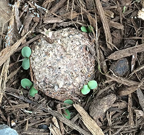 US Native Wildflower Seed Balls for Pollinators (50 Pack). Regional Wildflower Mix Seed Balls for Guerrilla Gardening (Northeast)