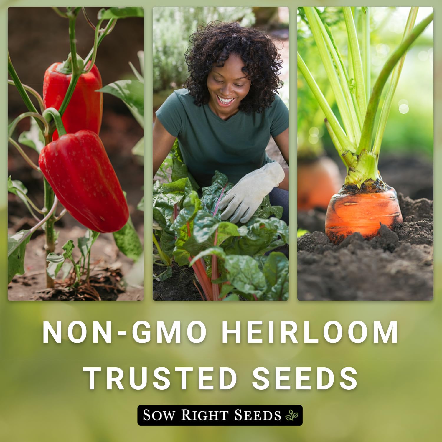 Sow Right Seeds - Big Max Pumpkin Seeds for Planting - Non-GMO Heirloom Packet with Instructions to Plant a Home Vegetable Garden - Decorative Autumn Variety for Carving - Giant Fast Growing (1)